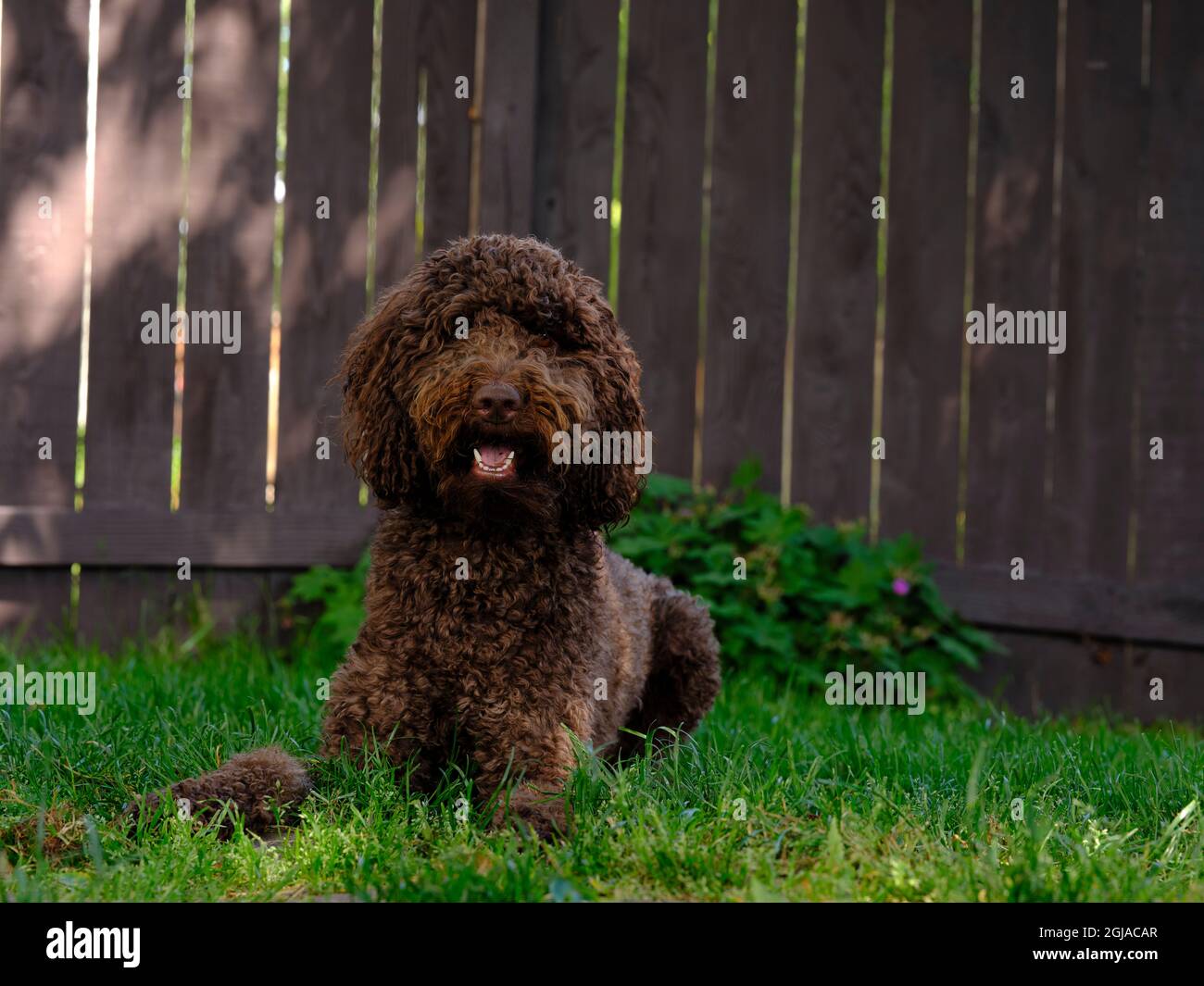 Labradoodle playing in backyard Stock Photo - Alamy