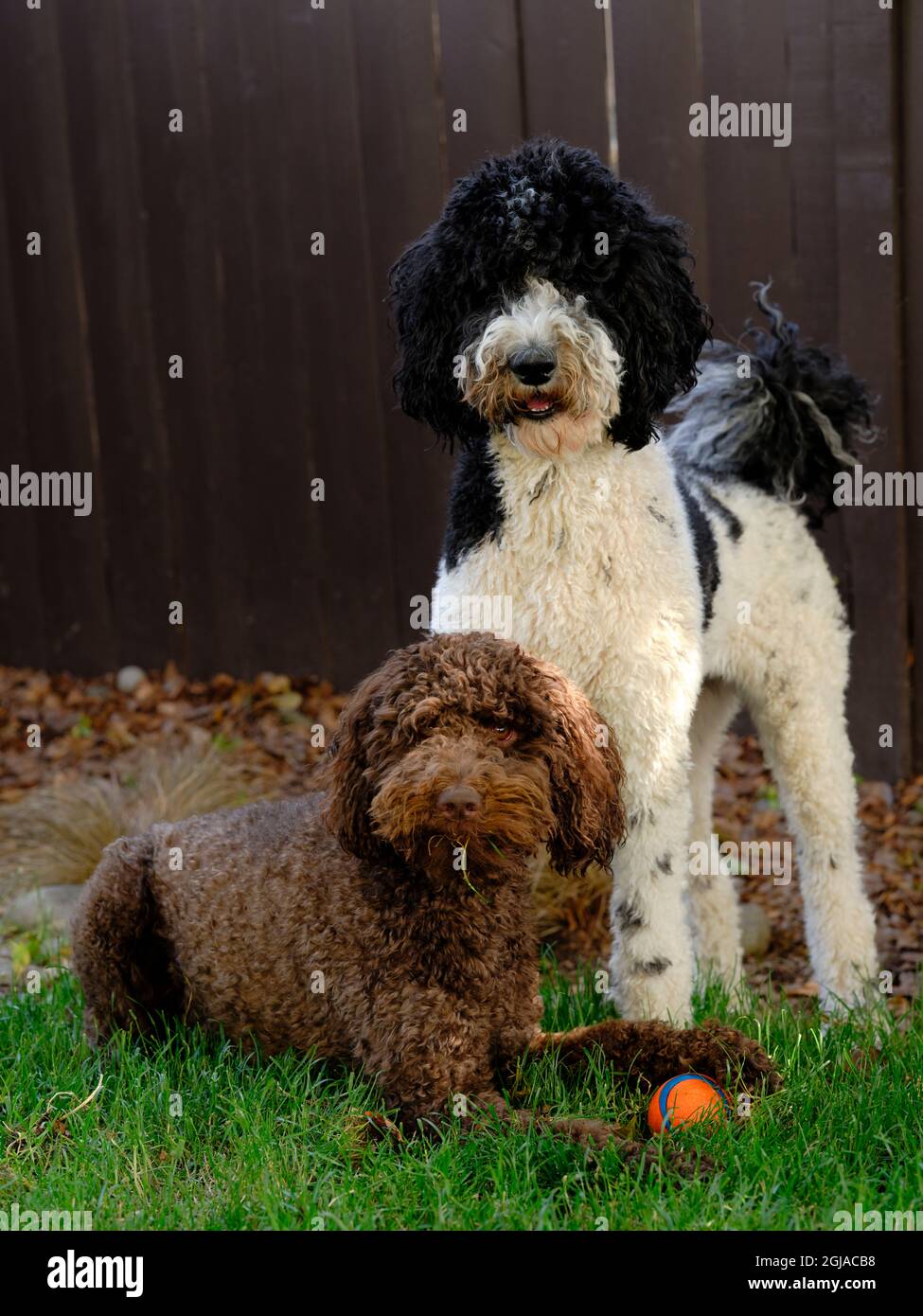 Poodle and labradoodle playing in backyard Stock Photo - Alamy