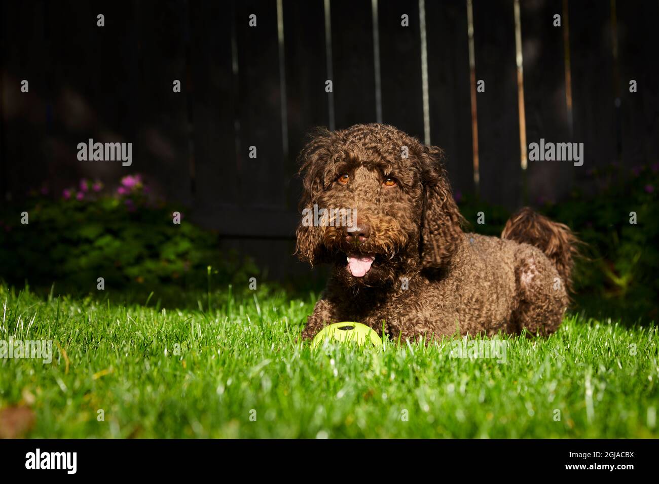 Labradoodle playing in backyard Stock Photo - Alamy