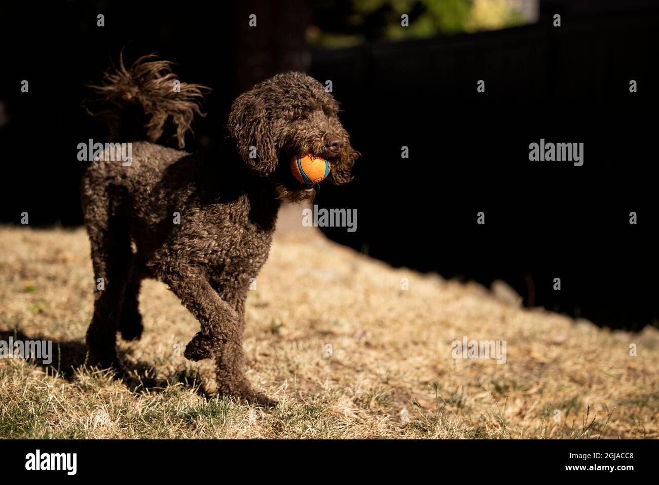 Labradoodle playing ball in backyard. (PR Stock Photo - Alamy