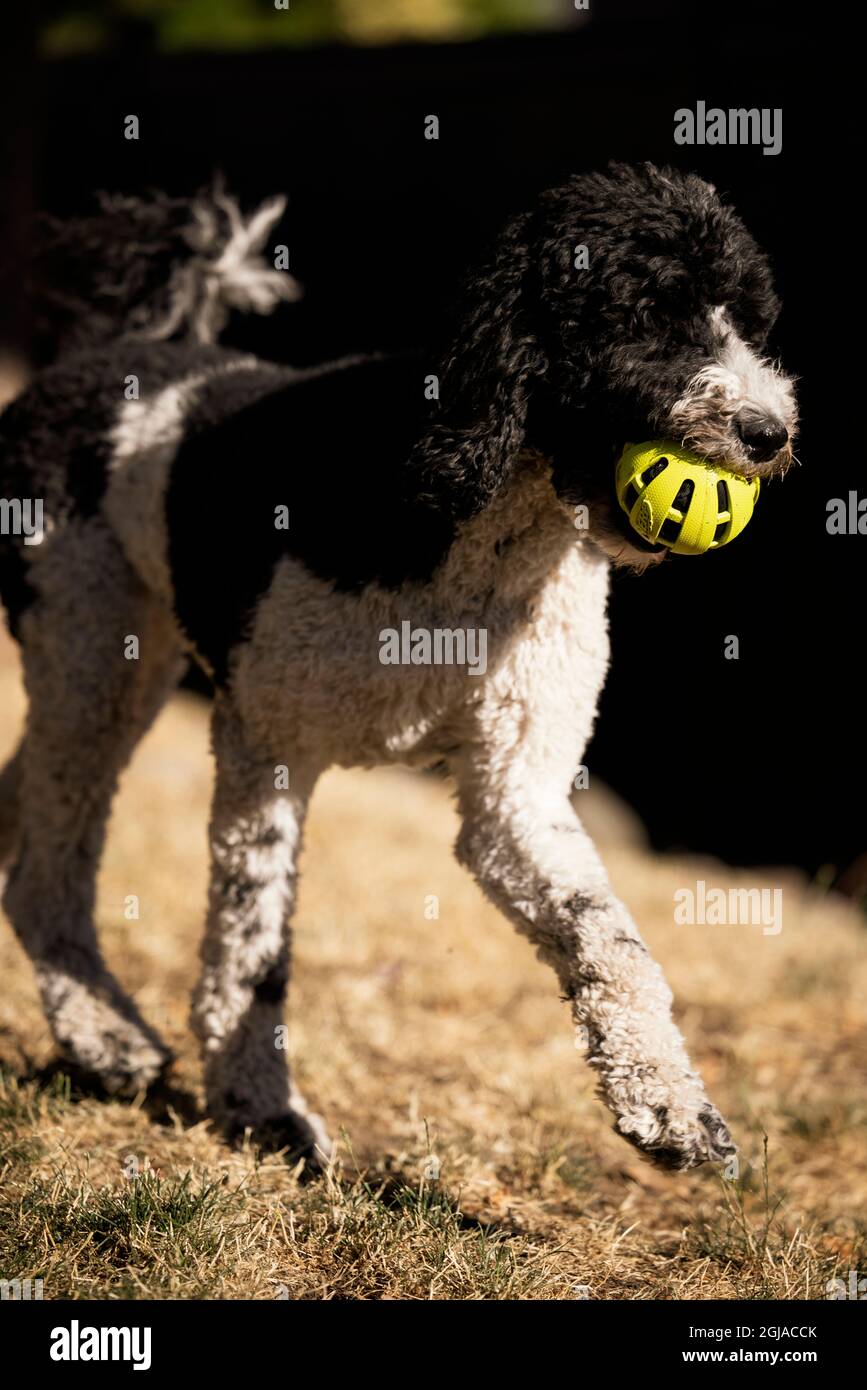 Standard poodle playing ball in backyard Stock Photo - Alamy