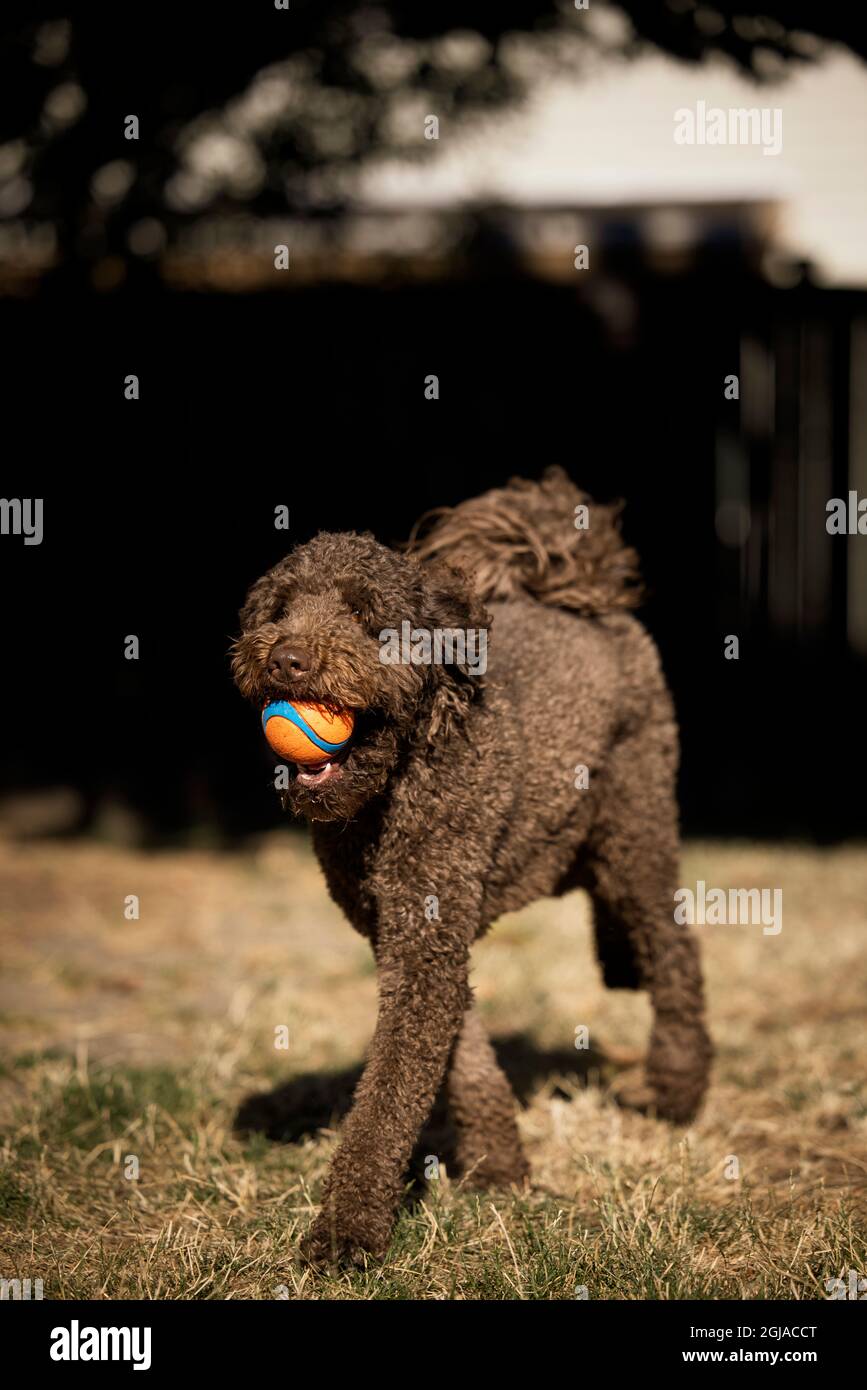 Labradoodle playing ball in backyard. (PR Stock Photo - Alamy
