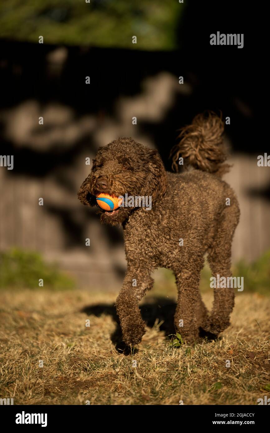 Labradoodle playing ball in backyard. (PR Stock Photo - Alamy