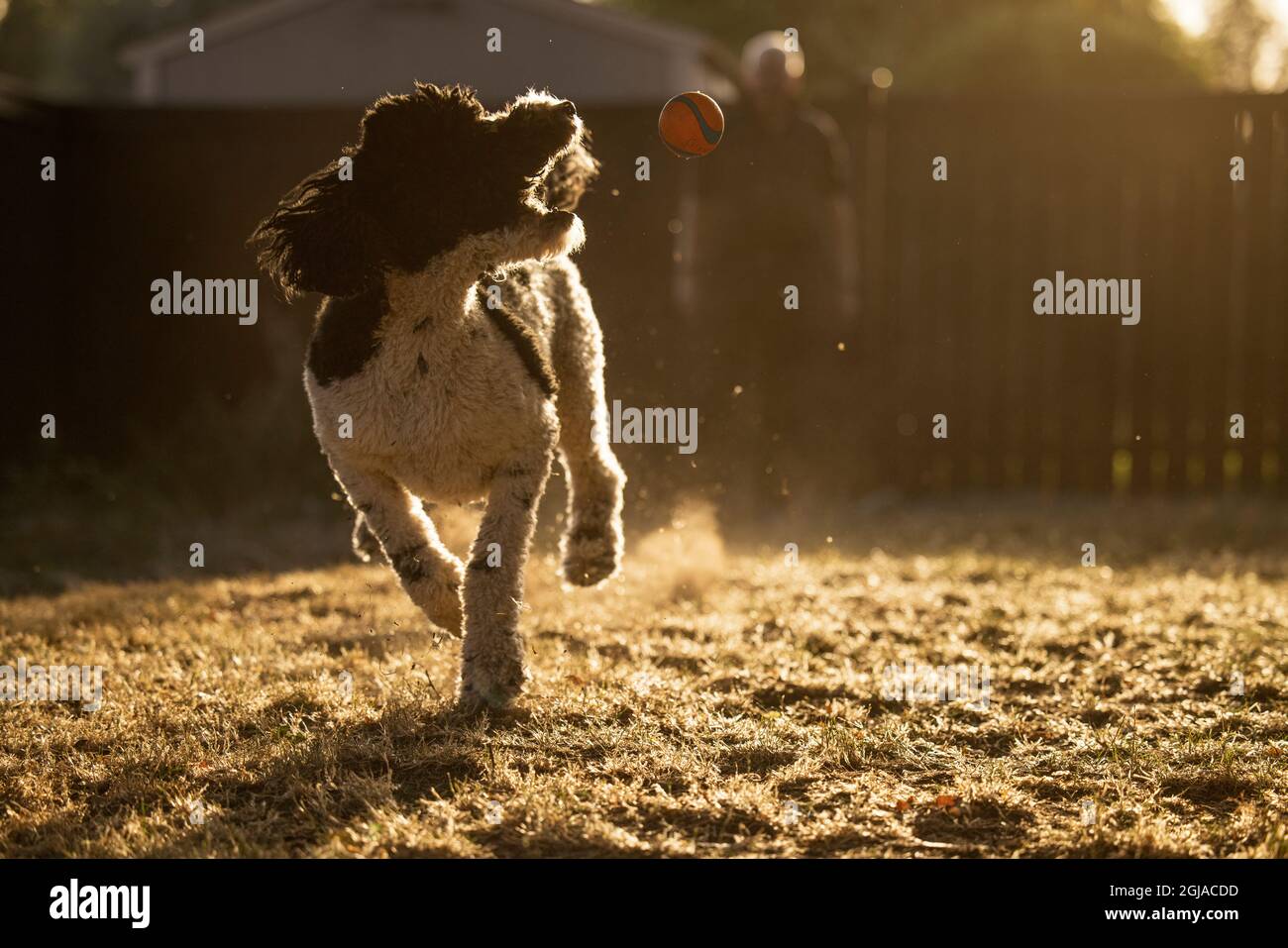 Standard poodle playing ball in backyard. (PR Stock Photo - Alamy