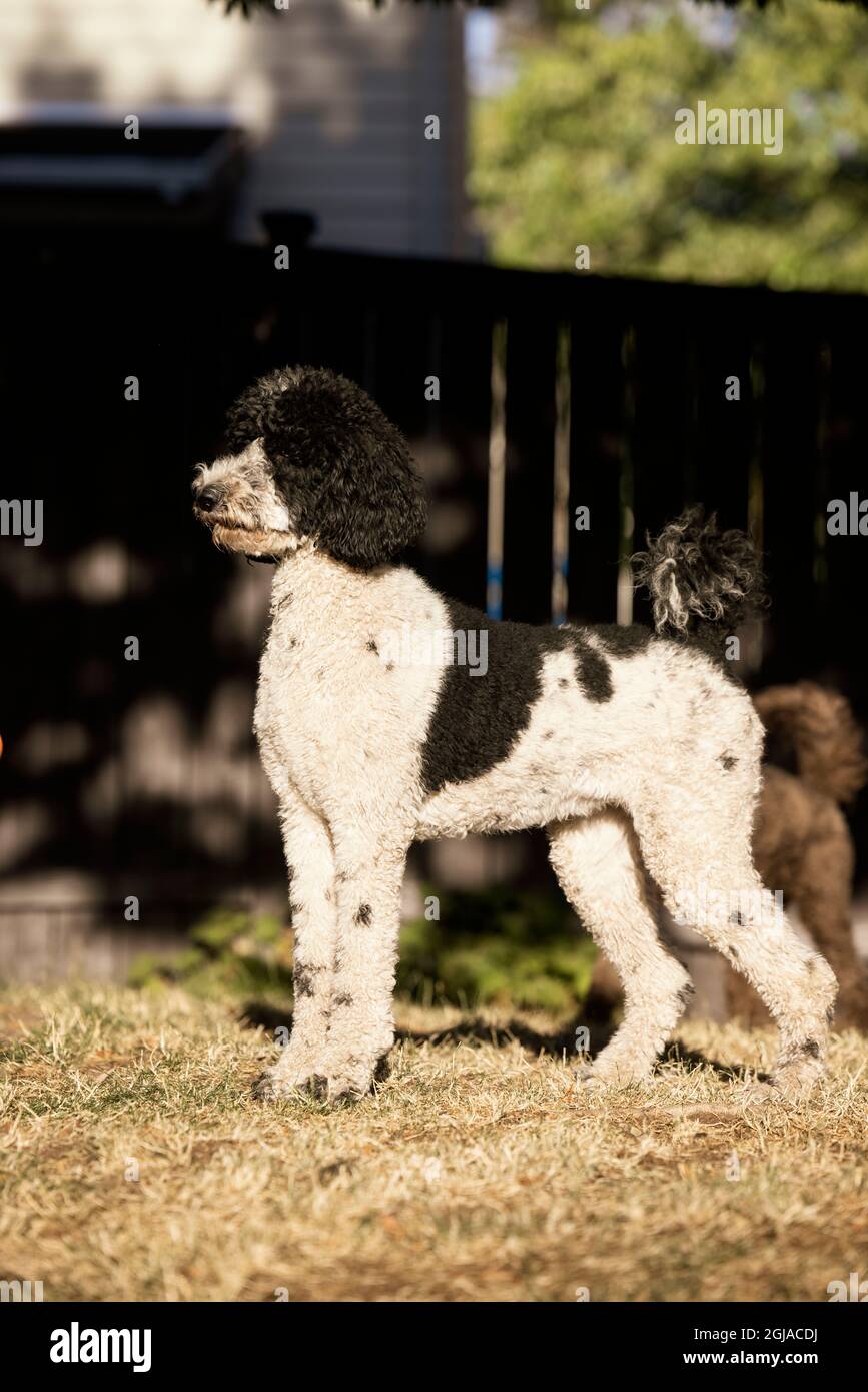 Standard poodle playing ball in backyard. (PR Stock Photo - Alamy