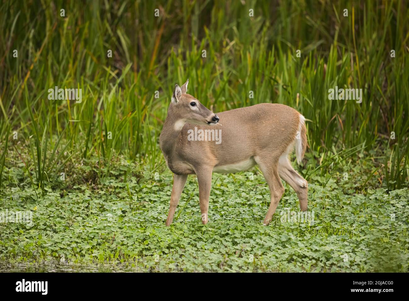 Doe foraging hi-res stock photography and images - Alamy