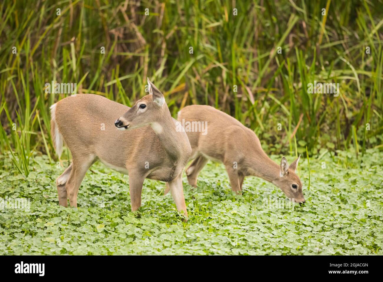 Columbia Whitetail deer, doe foraging in the marsh Stock Photo - Alamy