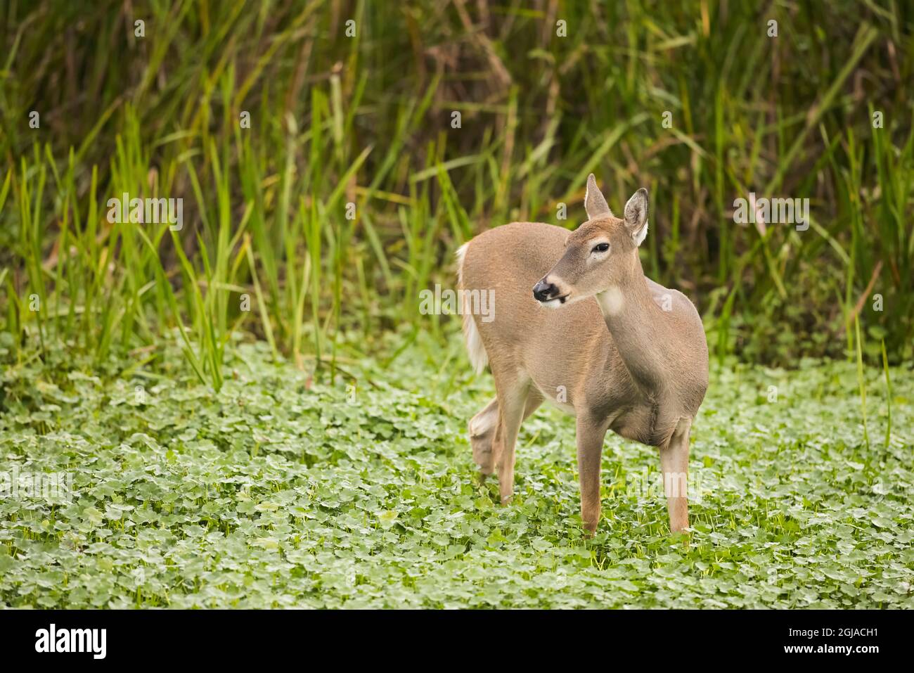 Columbia Whitetail deer, doe foraging in the marsh Stock Photo - Alamy
