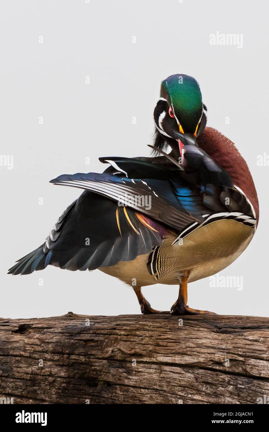 Preening log hi-res stock photography and images - Alamy