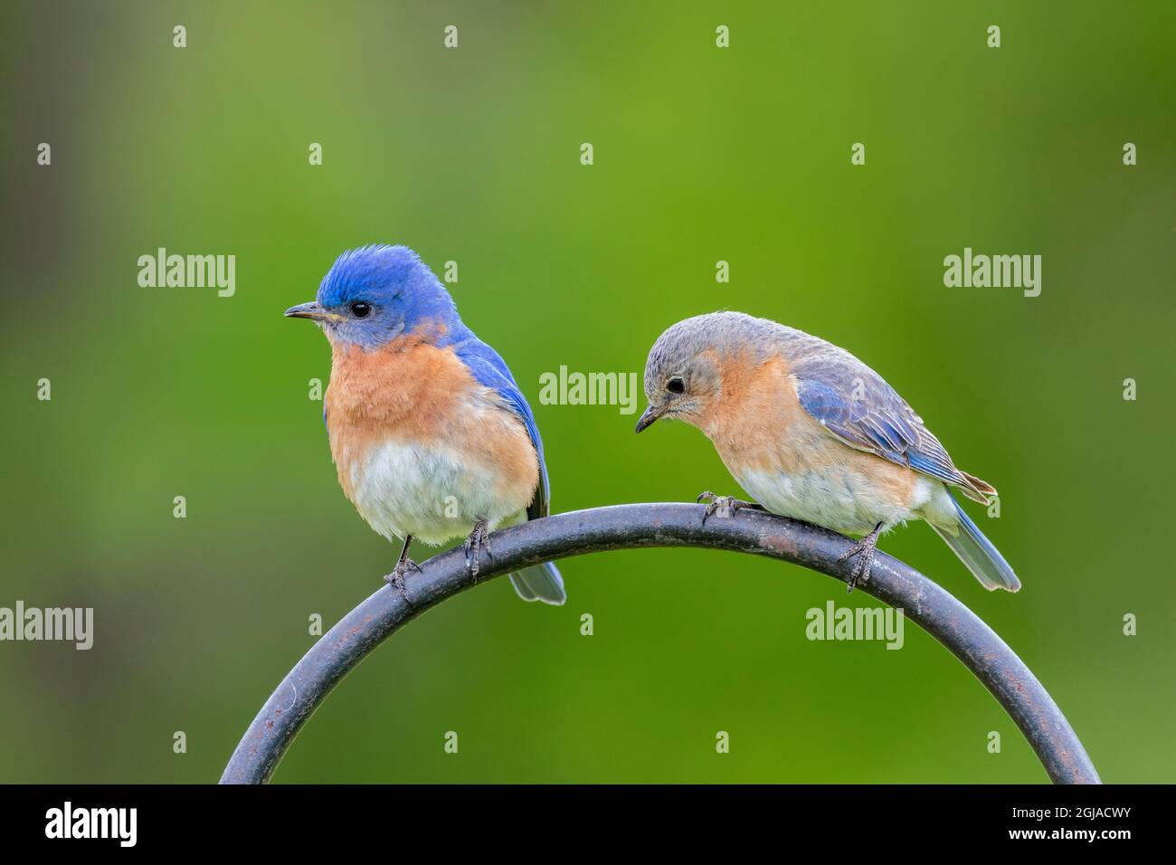 Eastern Bluebird Male And Female