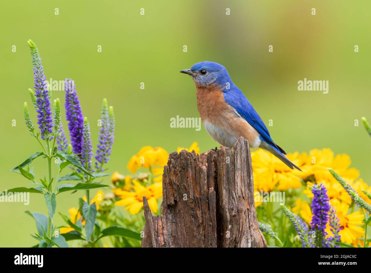 Eastern bluebird male on fence post near flower garden Marion County ...