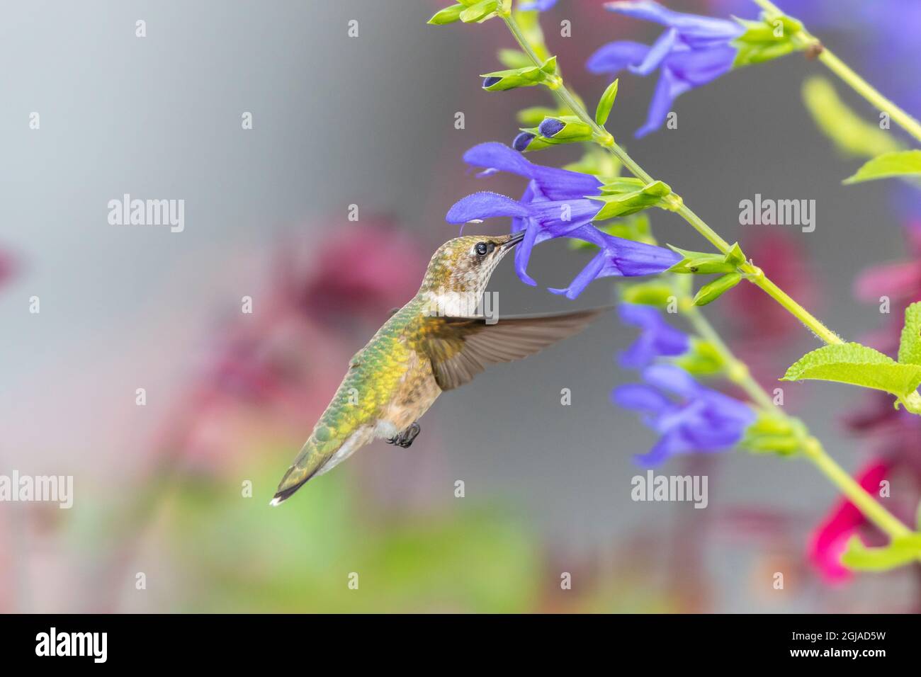 Ruby-throated Hummingbird (Archilochus colubris) at Blue Ensign Salvia ...