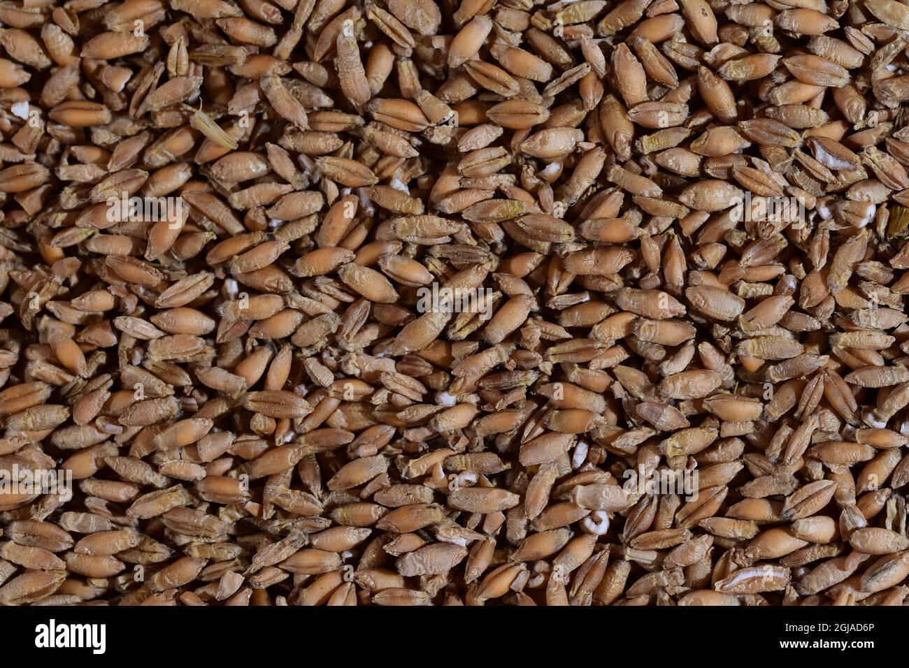 Grains of various cereals in close-up and magnification Stock Photo - Alamy
