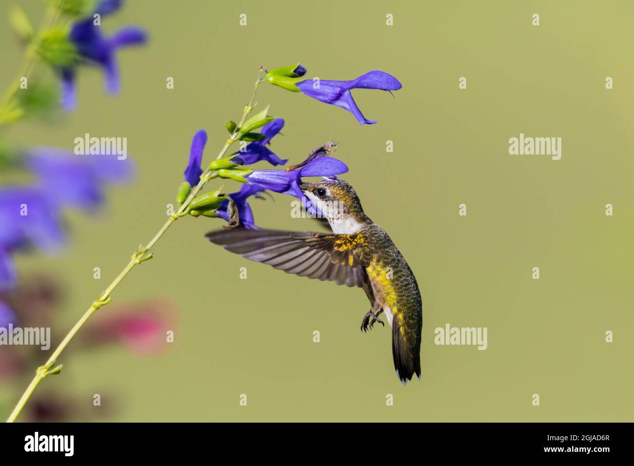 Ruby-throated Hummingbird (Archilochus colubris) at Blue Ensign Salvia ...