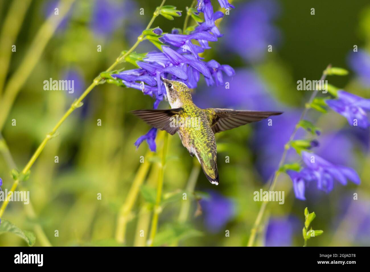 Ruby-throated Hummingbird (Archilochus colubris) at Blue Ensign Salvia ...