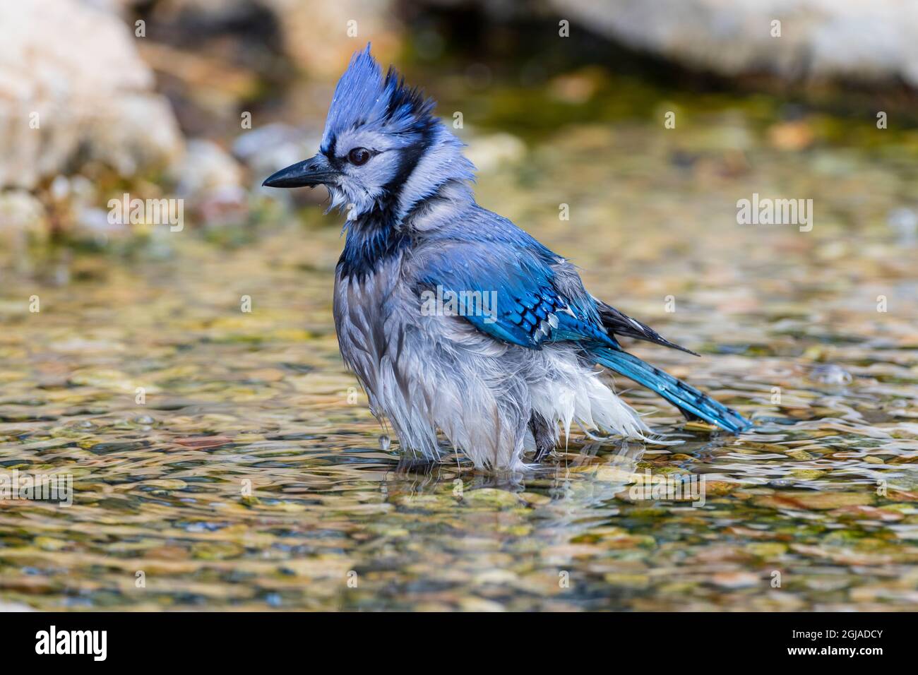 Blue Jay (Cyanocitta cristata) bathing Marion County, Illinois Stock ...
