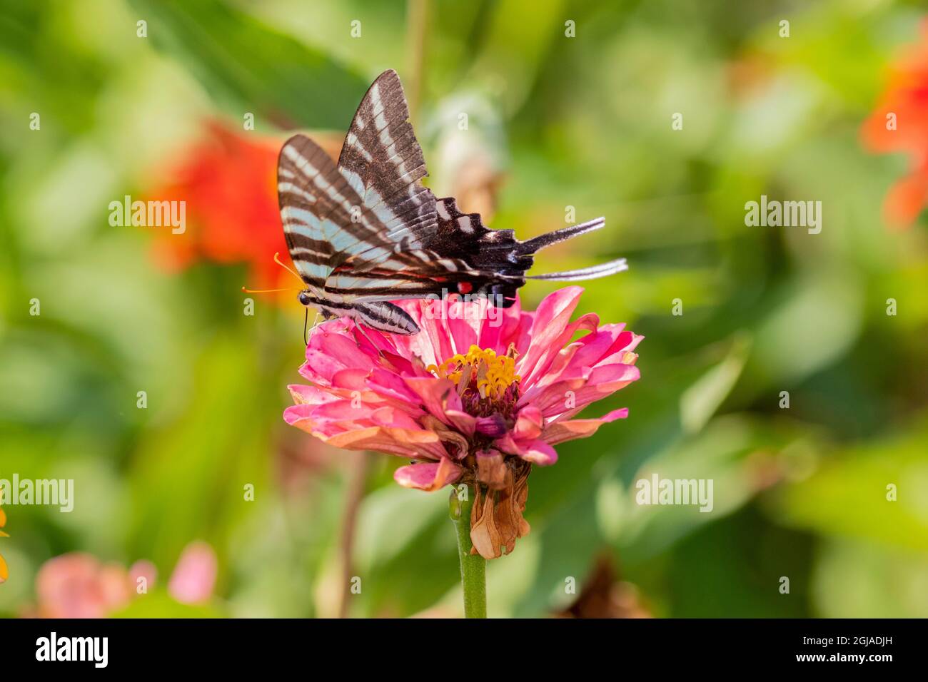 Zebra Swallowtail (Protographium marcellus) on Zinnia Union County ...