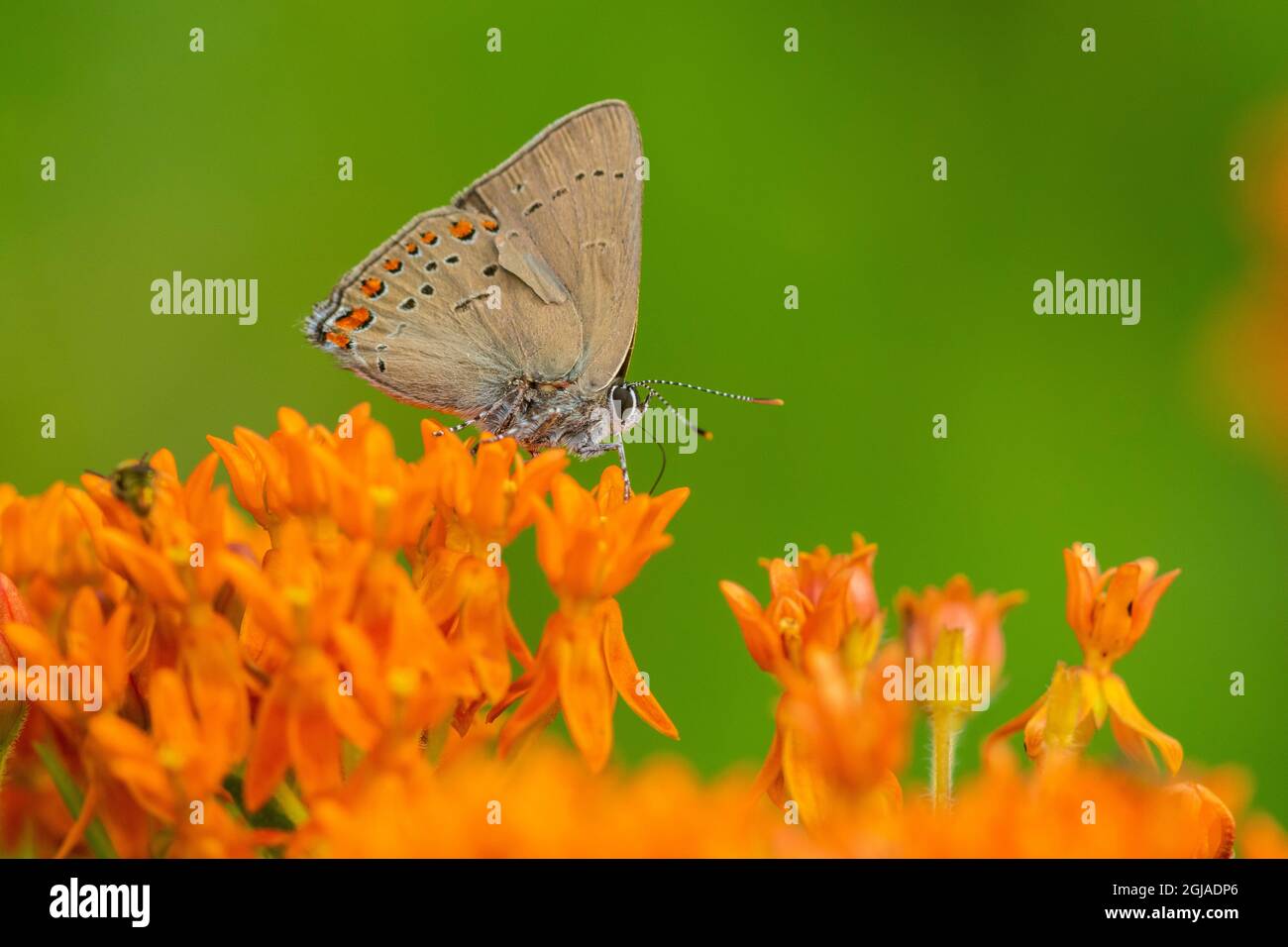 Stephen a forbes state park hi-res stock photography and images - Alamy