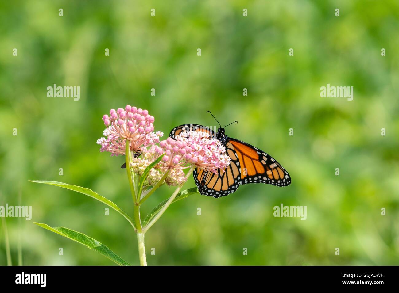 Monarch (Danaus plexippus) on Swamp Milkweed (Asclepias incarnata ...