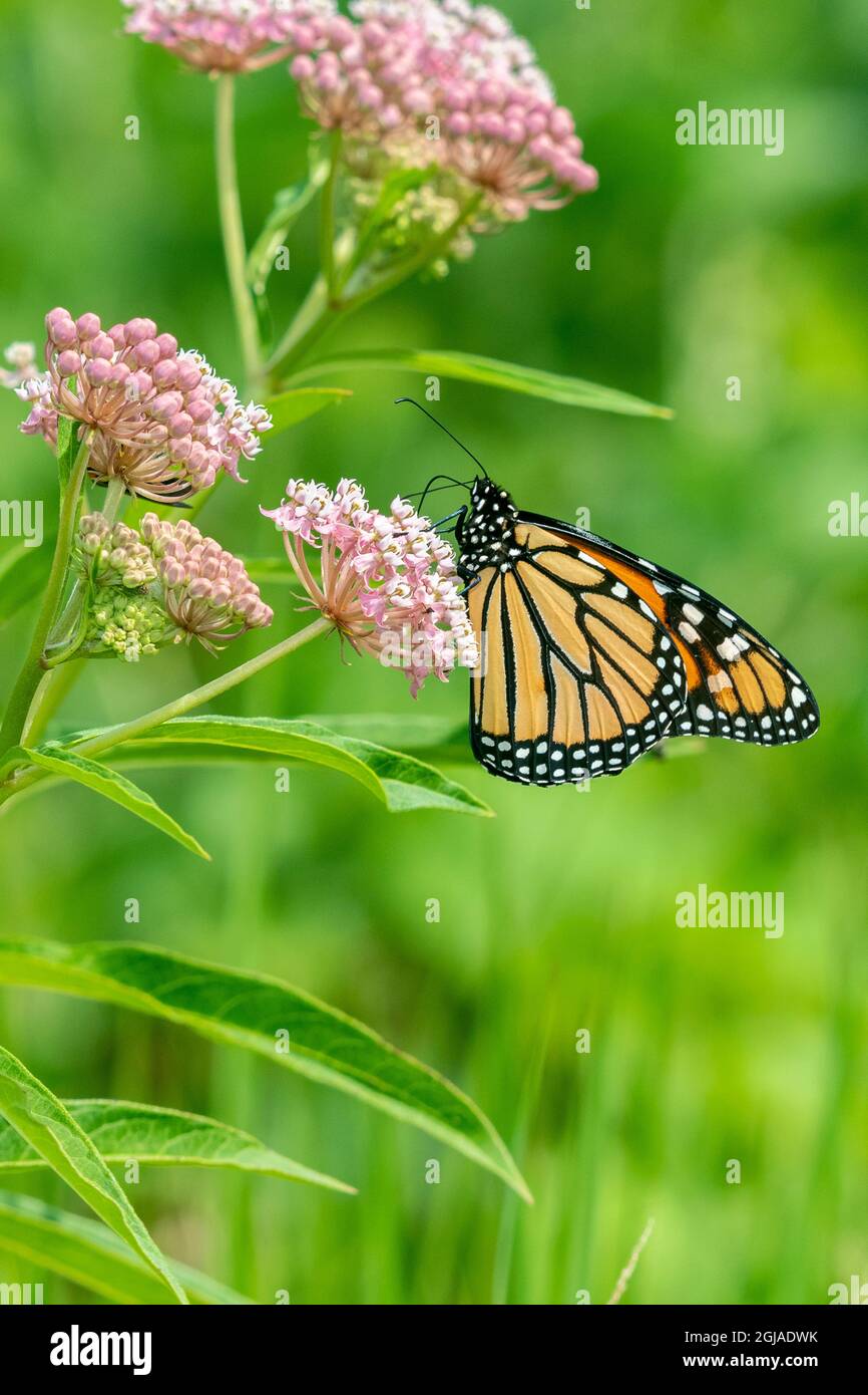 Monarch (Danaus plexippus) on Swamp Milkweed (Asclepias incarnata ...