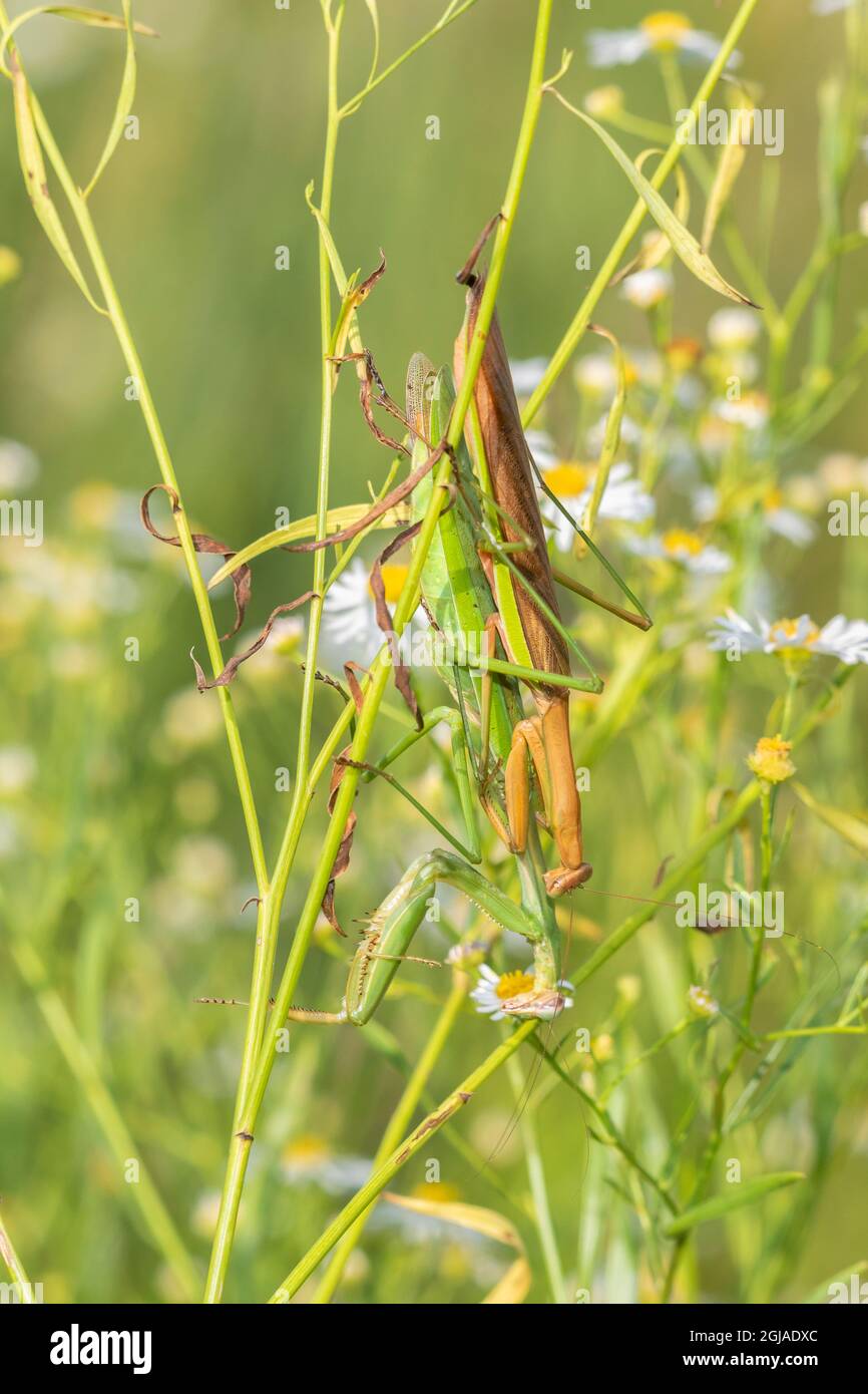 Mantis mating hi-res stock photography and images - Alamy
