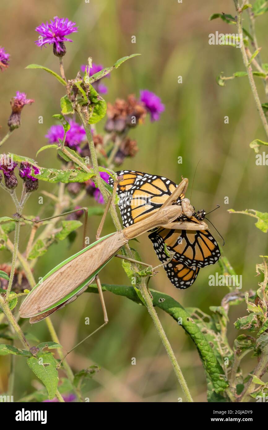 Chinese Mantis (Tenodera sinensis) eating a Monarch butterfly (Danaus ...