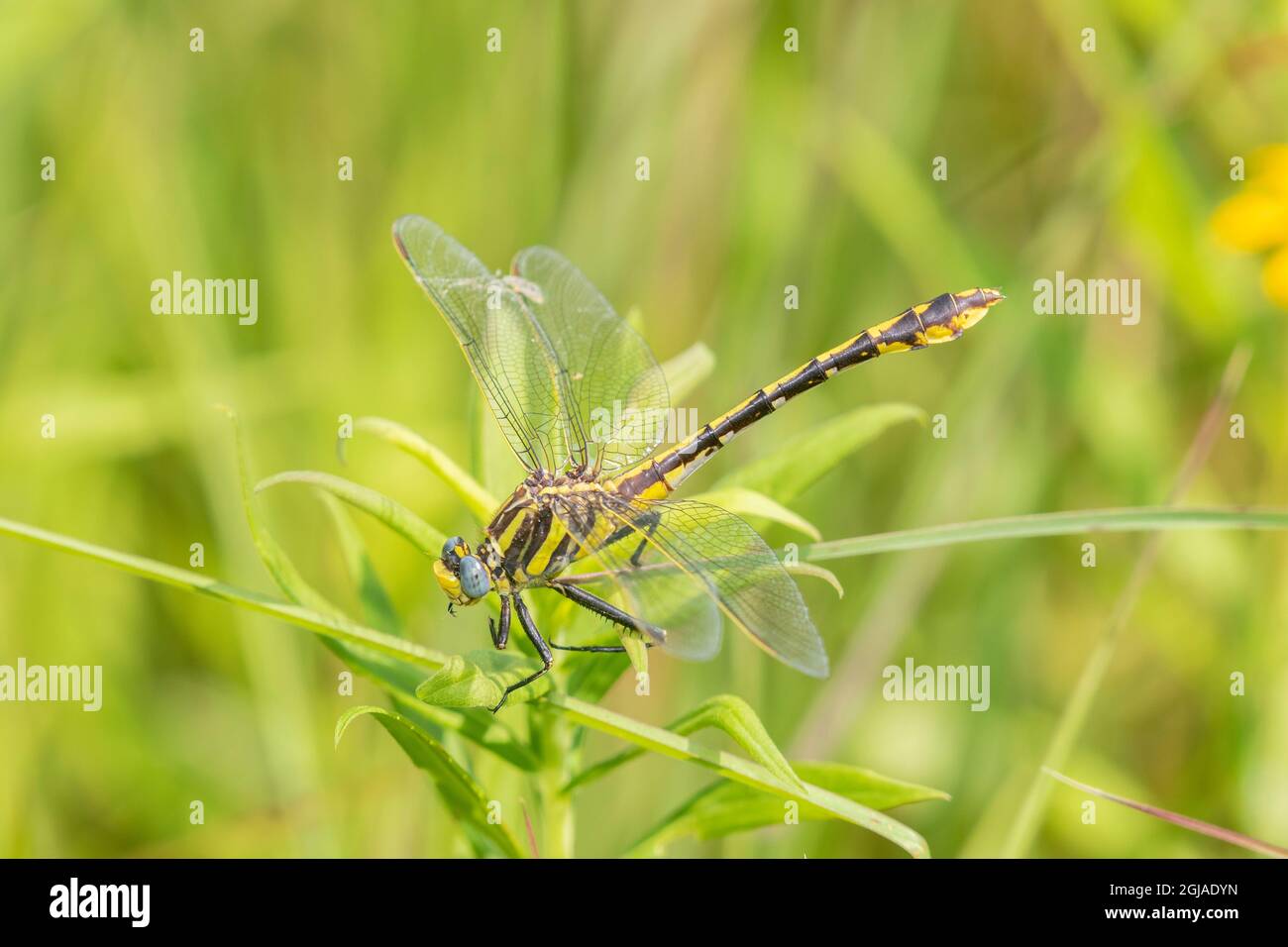 Gomphus externus hi-res stock photography and images - Alamy