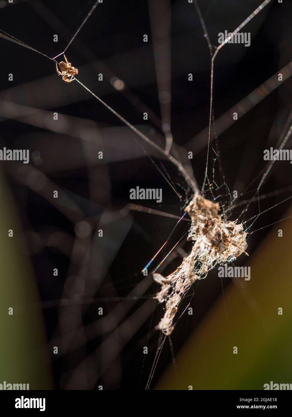 Labyrinth spider web with female in web center and smaller male at top ...