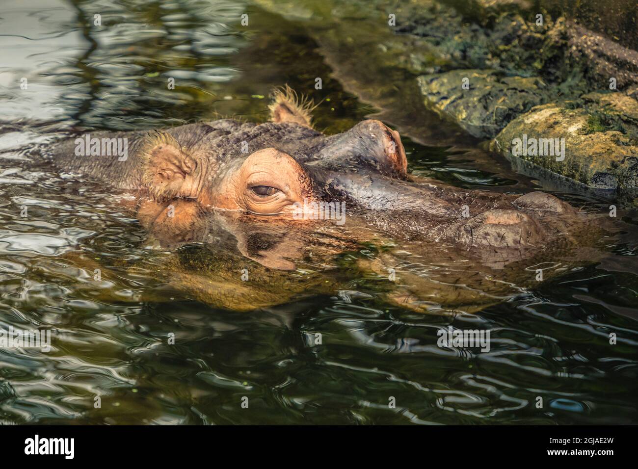 Hippopotamus portrait, in water floating Stock Photo - Alamy