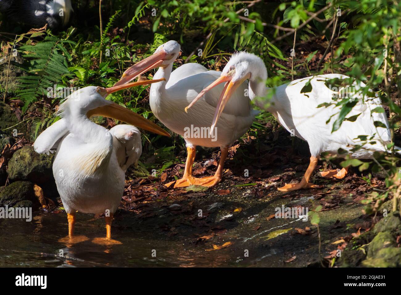 Fighting pelicans hi-res stock photography and images - Alamy