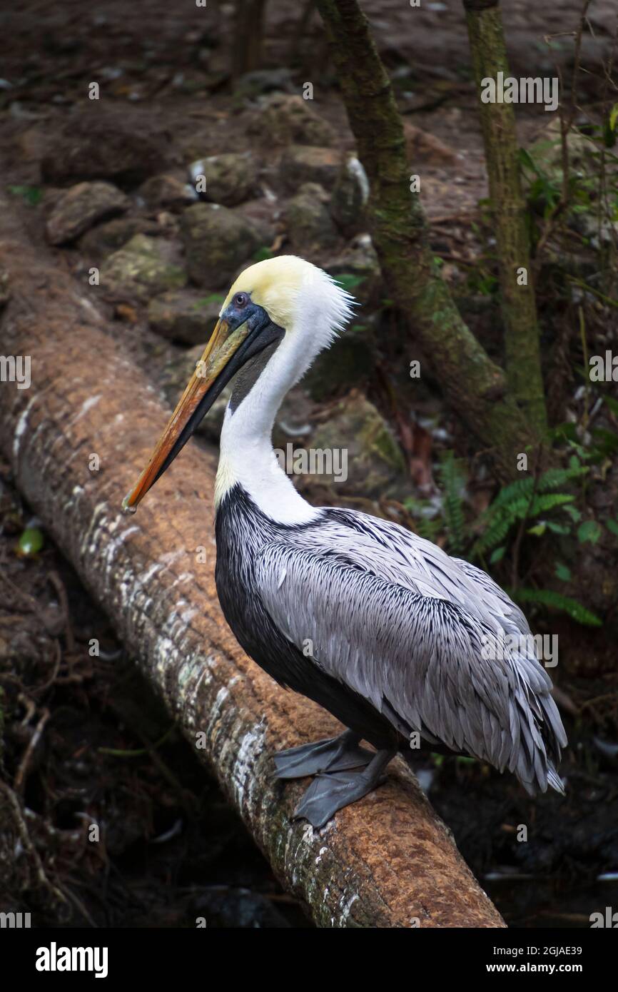 Pelican standing on log in hi-res stock photography and images - Alamy