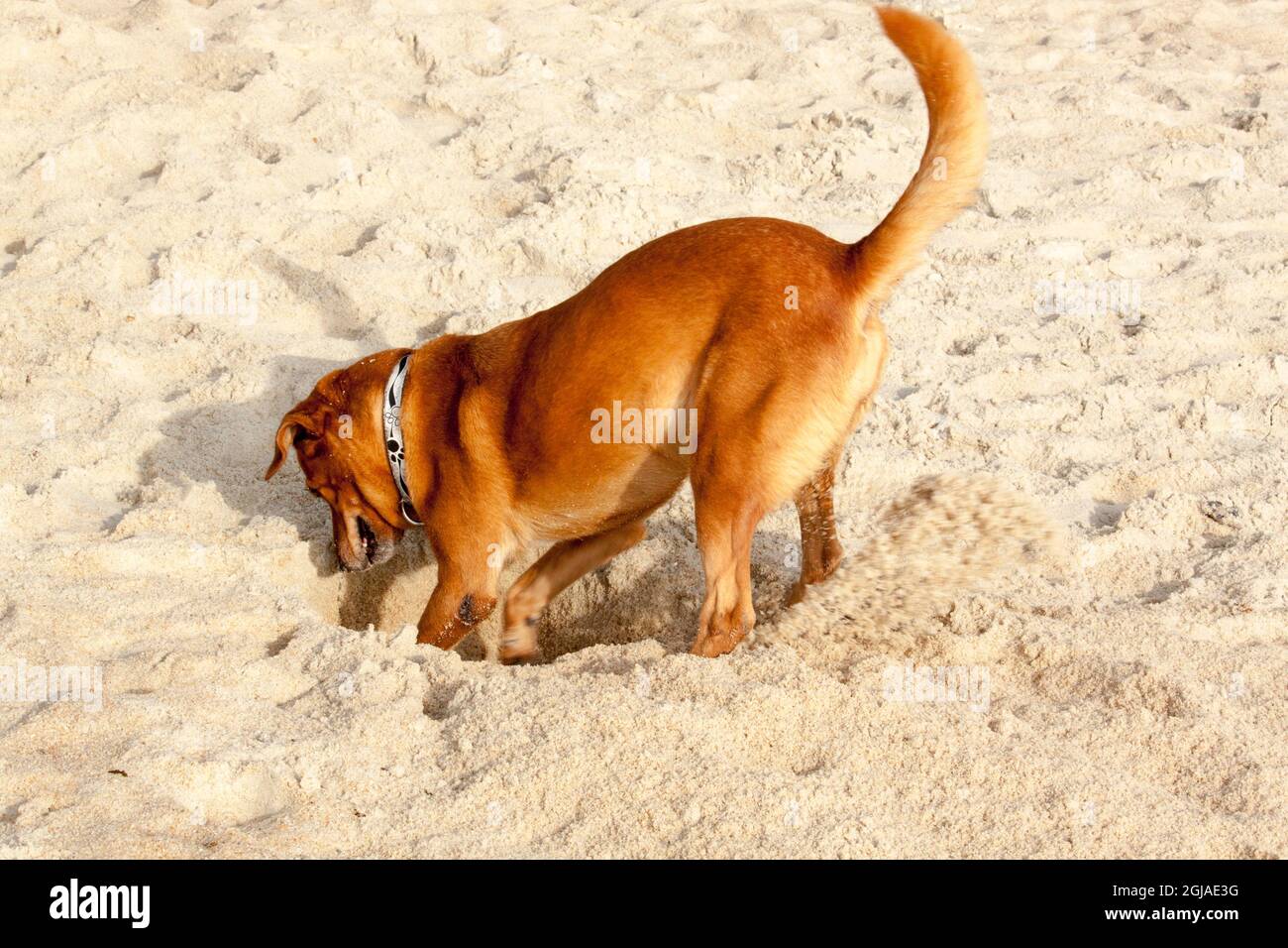 Dog digging in the sand at beach hi-res stock photography and images ...