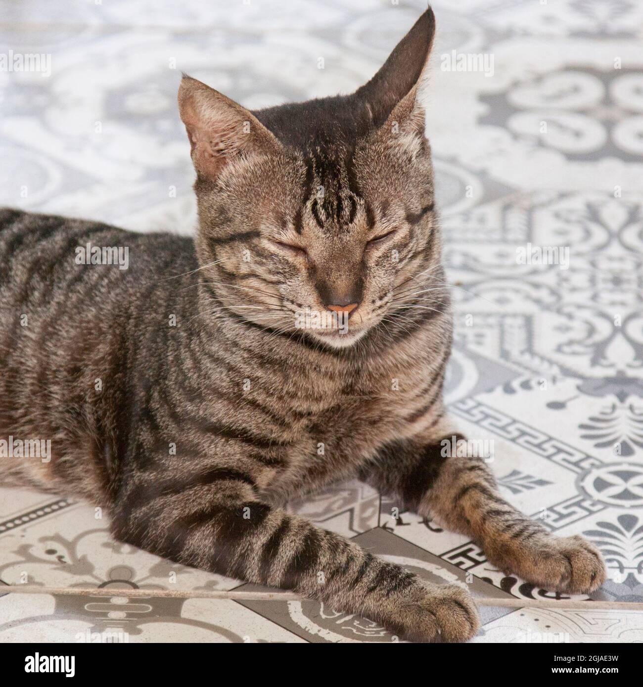 Domestic cat. Brown tabby Stock Photo - Alamy