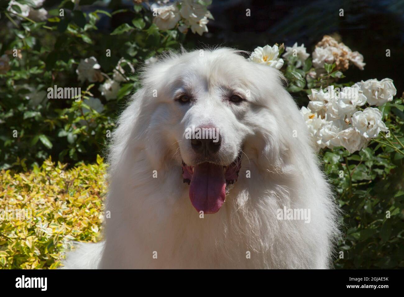 Great Pyrenees in flower garden Stock Photo - Alamy