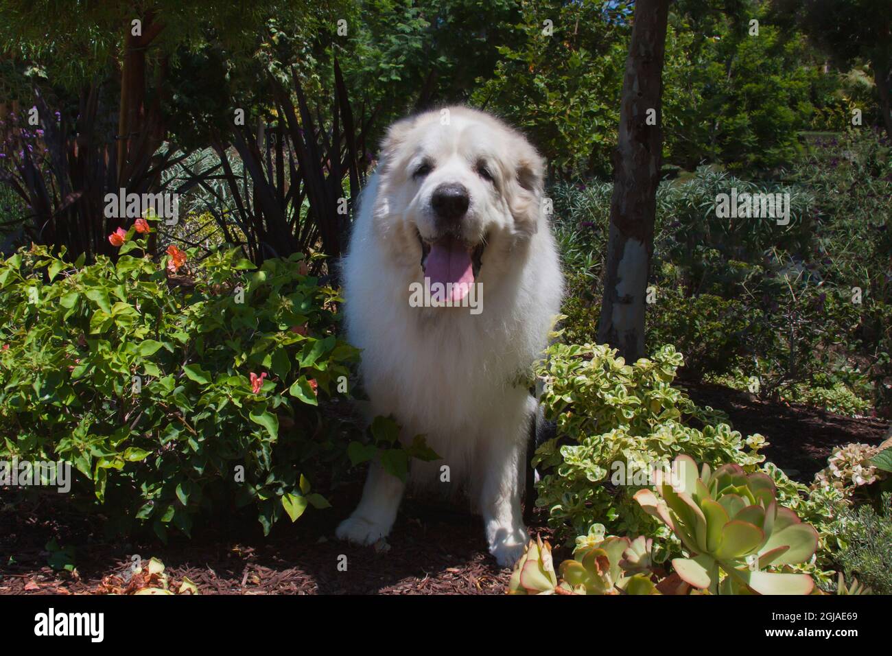 Great Pyrenees in garden Stock Photo - Alamy