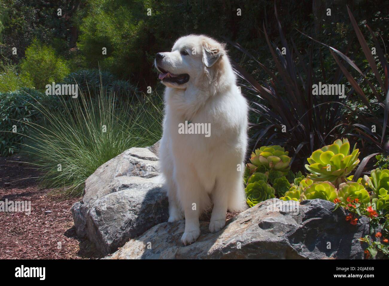 Great Pyrenees in garden Stock Photo - Alamy