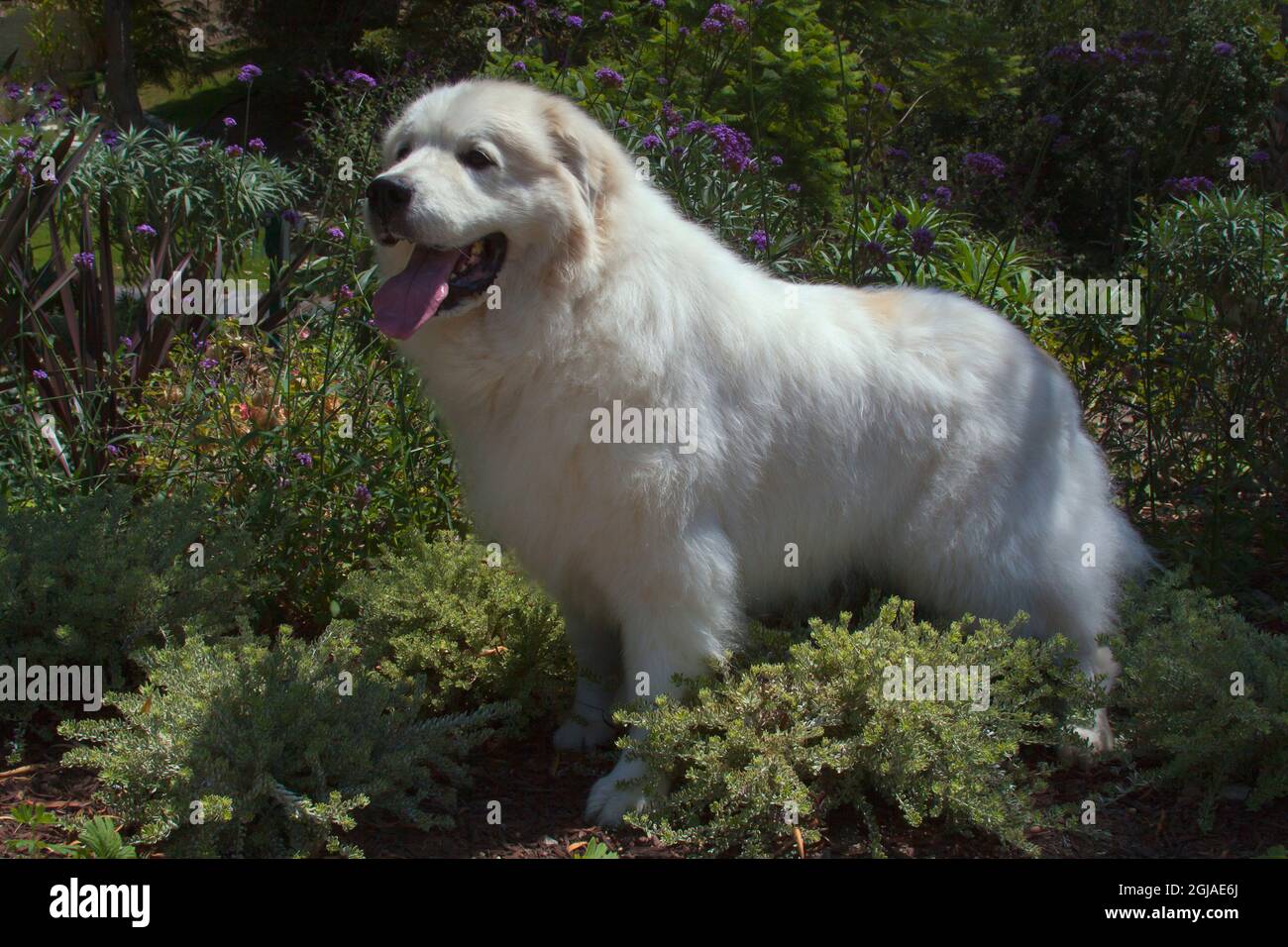Great Pyrenees in garden Stock Photo - Alamy