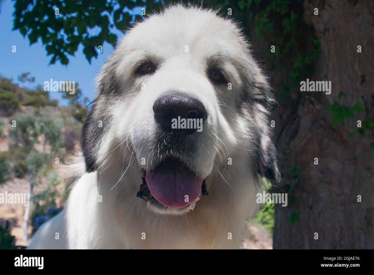 Great Pyrenees in garden Stock Photo - Alamy