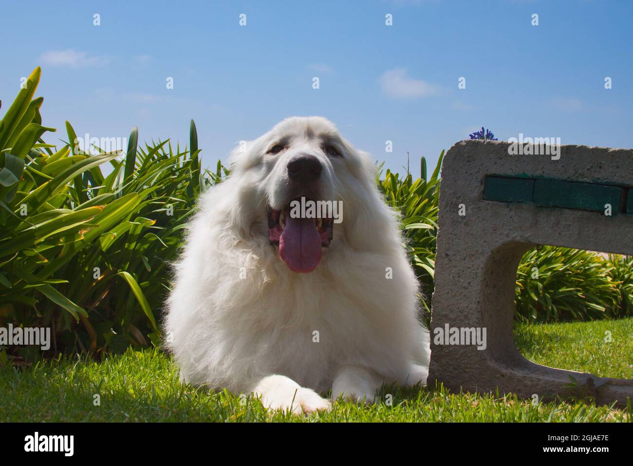 Great Pyrenees in garden Stock Photo - Alamy