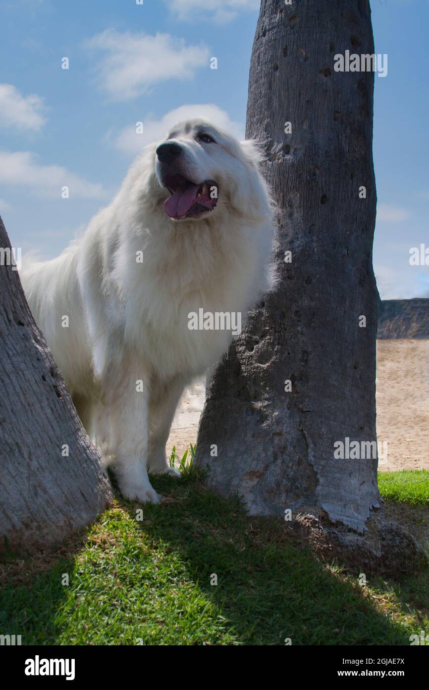 Great Pyrenees in garden Stock Photo - Alamy