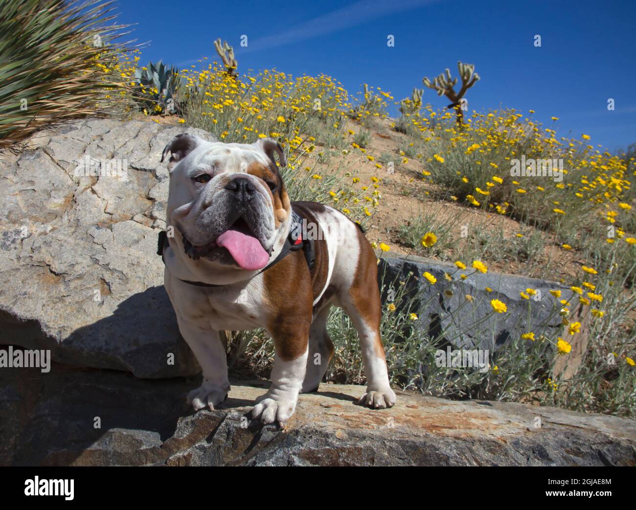 Colorado bulldog hi-res stock photography and images - Alamy