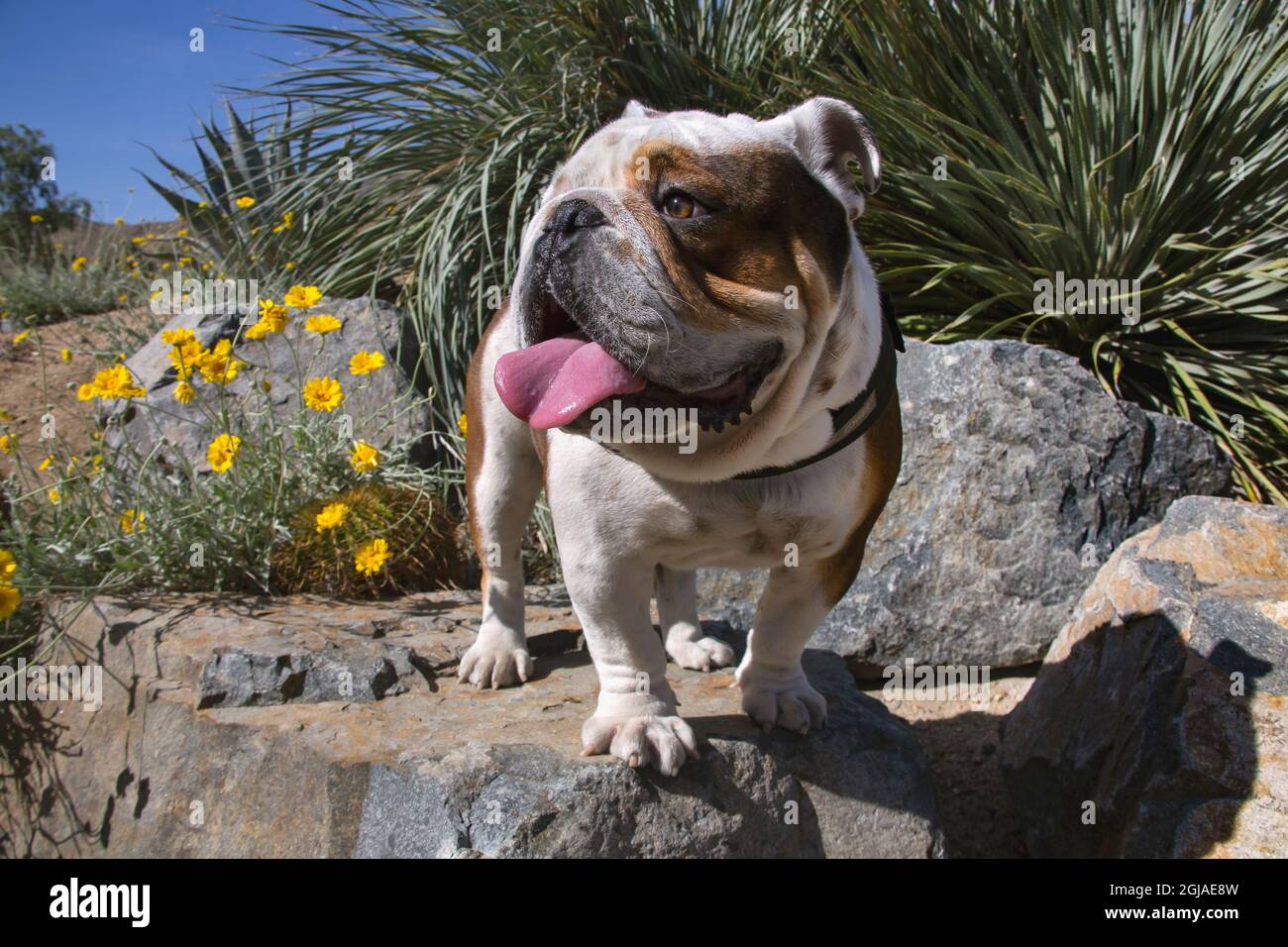 Colorado bulldog hi-res stock photography and images - Alamy