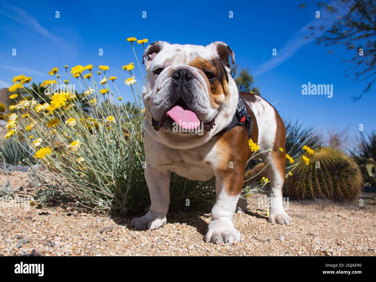 Colorado bulldog hi-res stock photography and images - Alamy