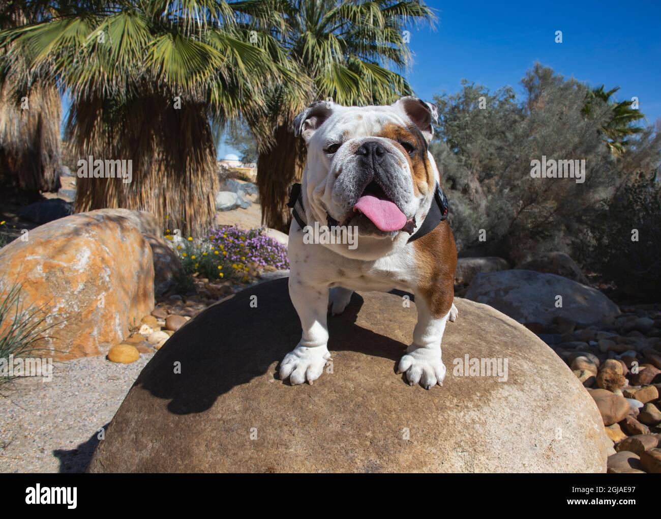 Bulldog in a desert garden Stock Photo - Alamy