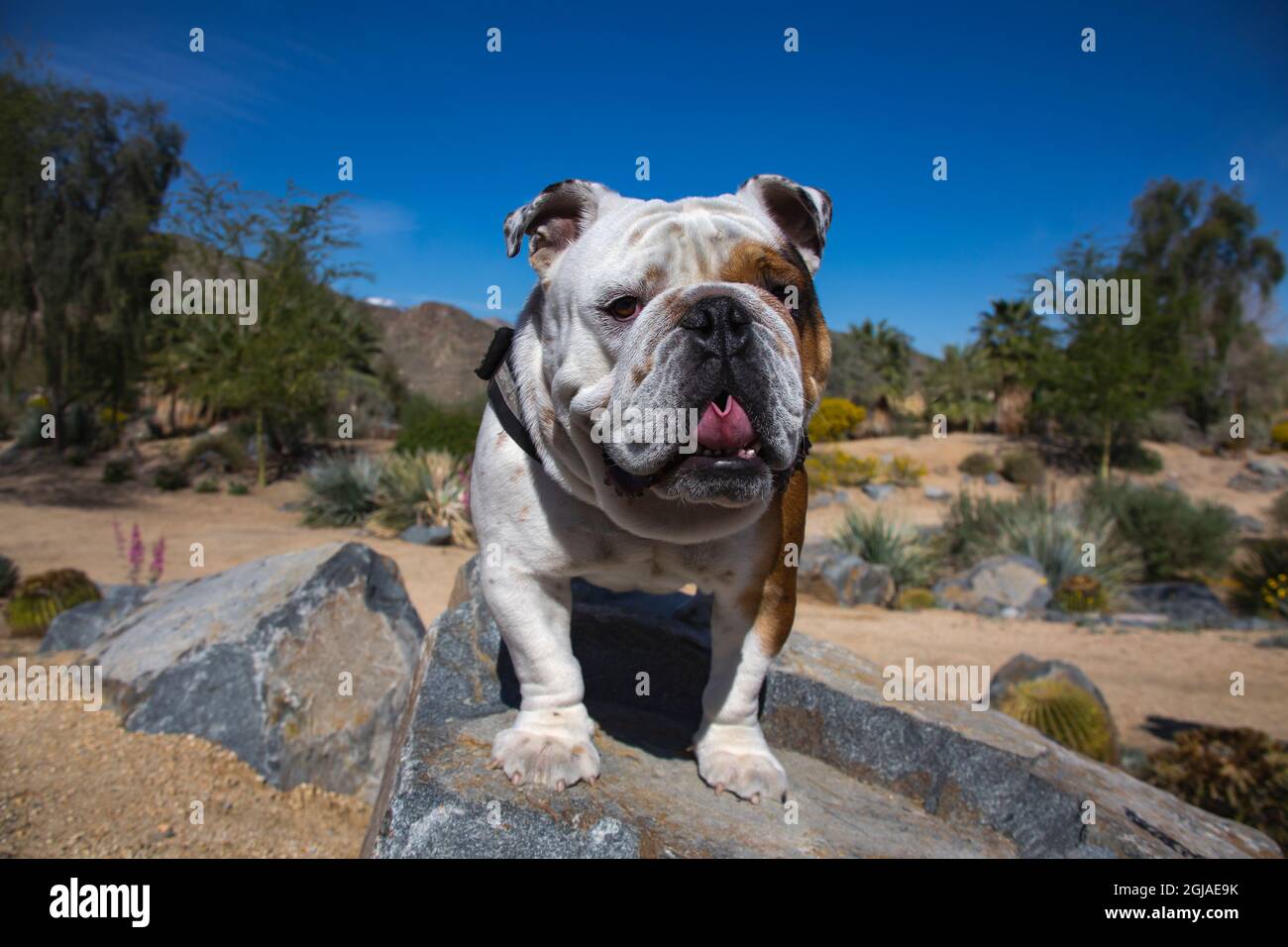 Colorado bulldog hi-res stock photography and images - Alamy