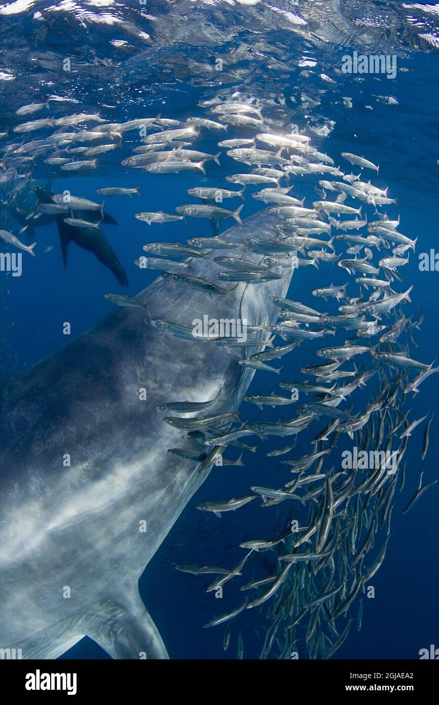 Seapics hi-res stock photography and images - Alamy