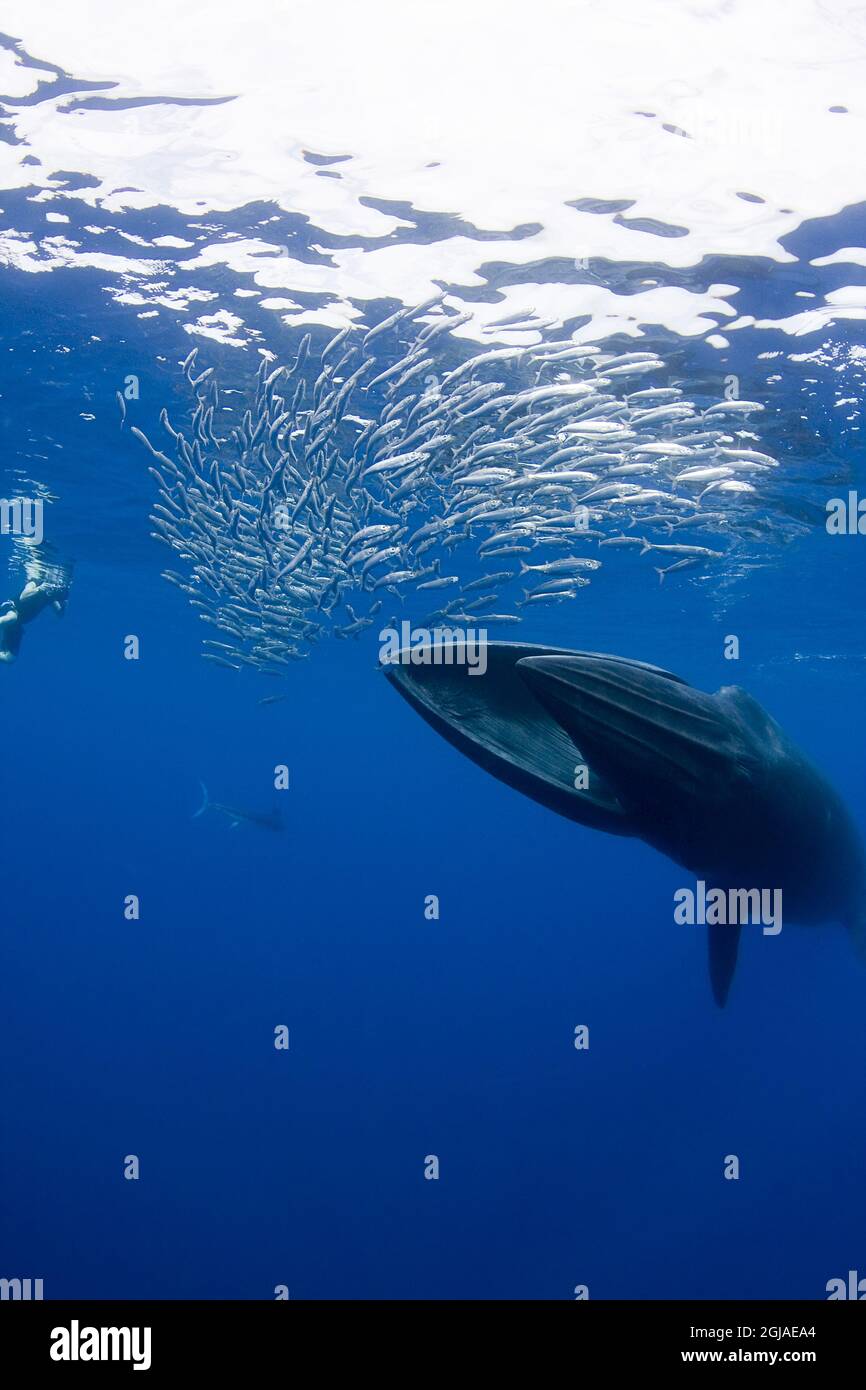 Seapics hi-res stock photography and images - Alamy