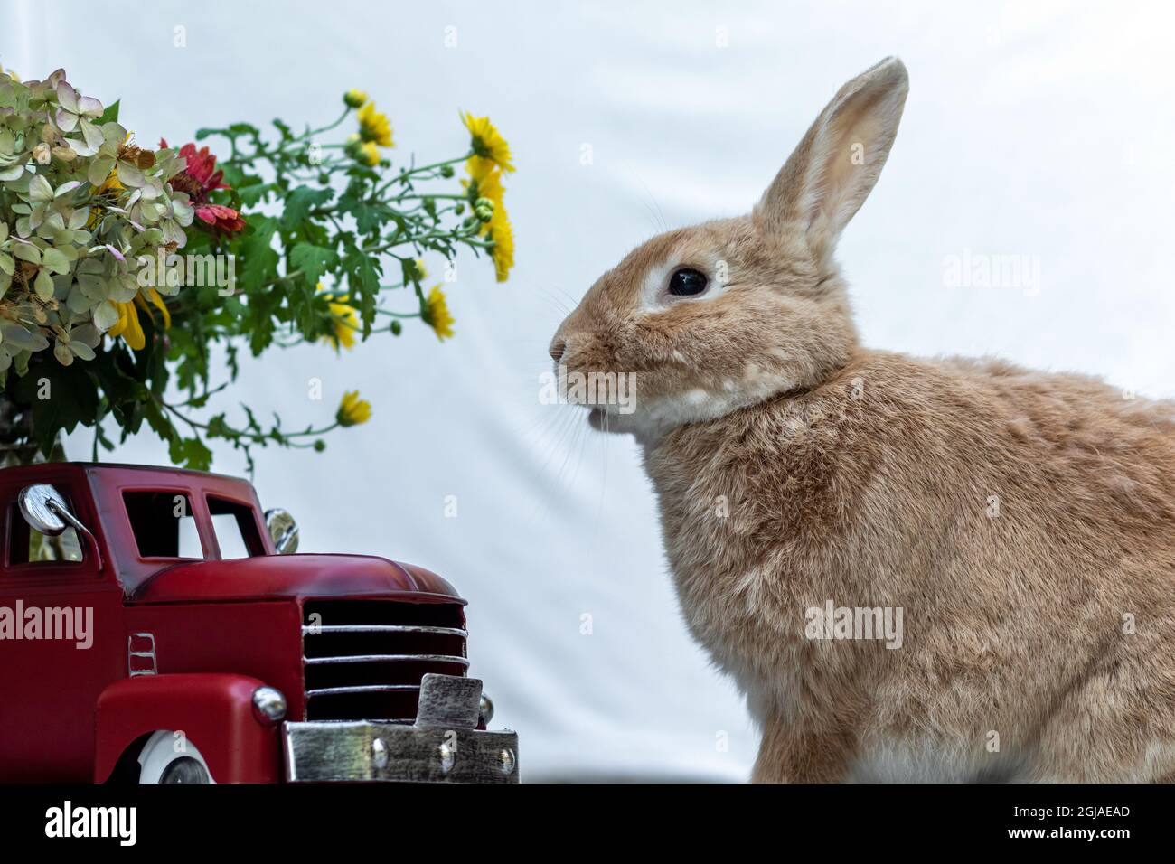 Rufus Rabbit poses next to old fashioned red truck with flowers and ...