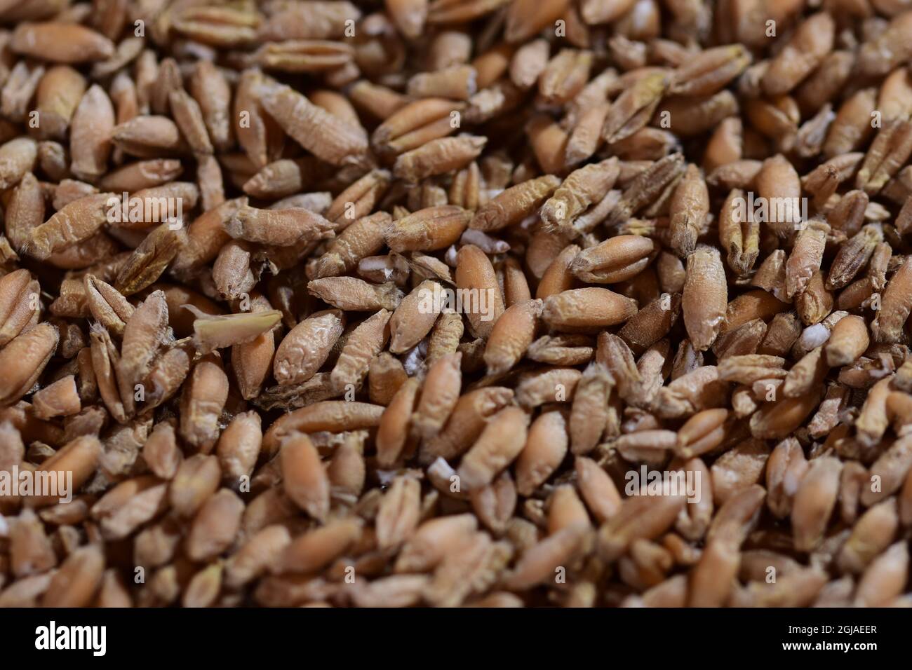 Grains of various cereals in close-up and magnification Stock Photo - Alamy