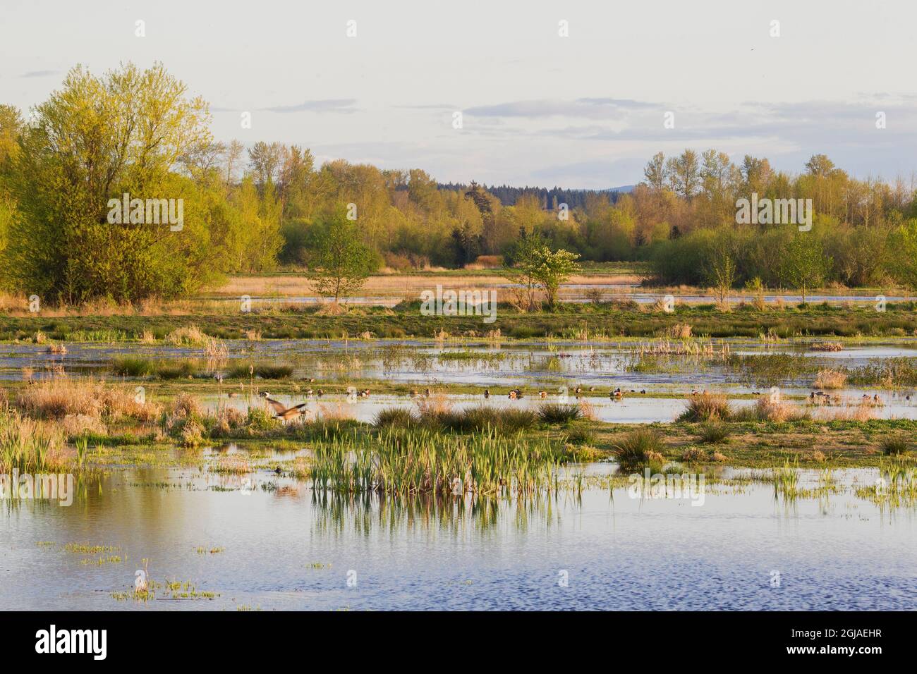 Wetlands in spring hi-res stock photography and images - Alamy